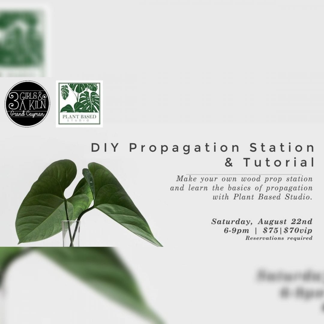 DIY Propagation Station and Tutorial | Cityplugged Cayman